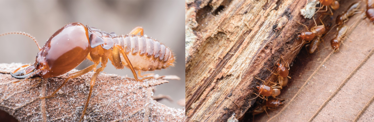 Especialistas en termites – Exterminex – Control de Plagas